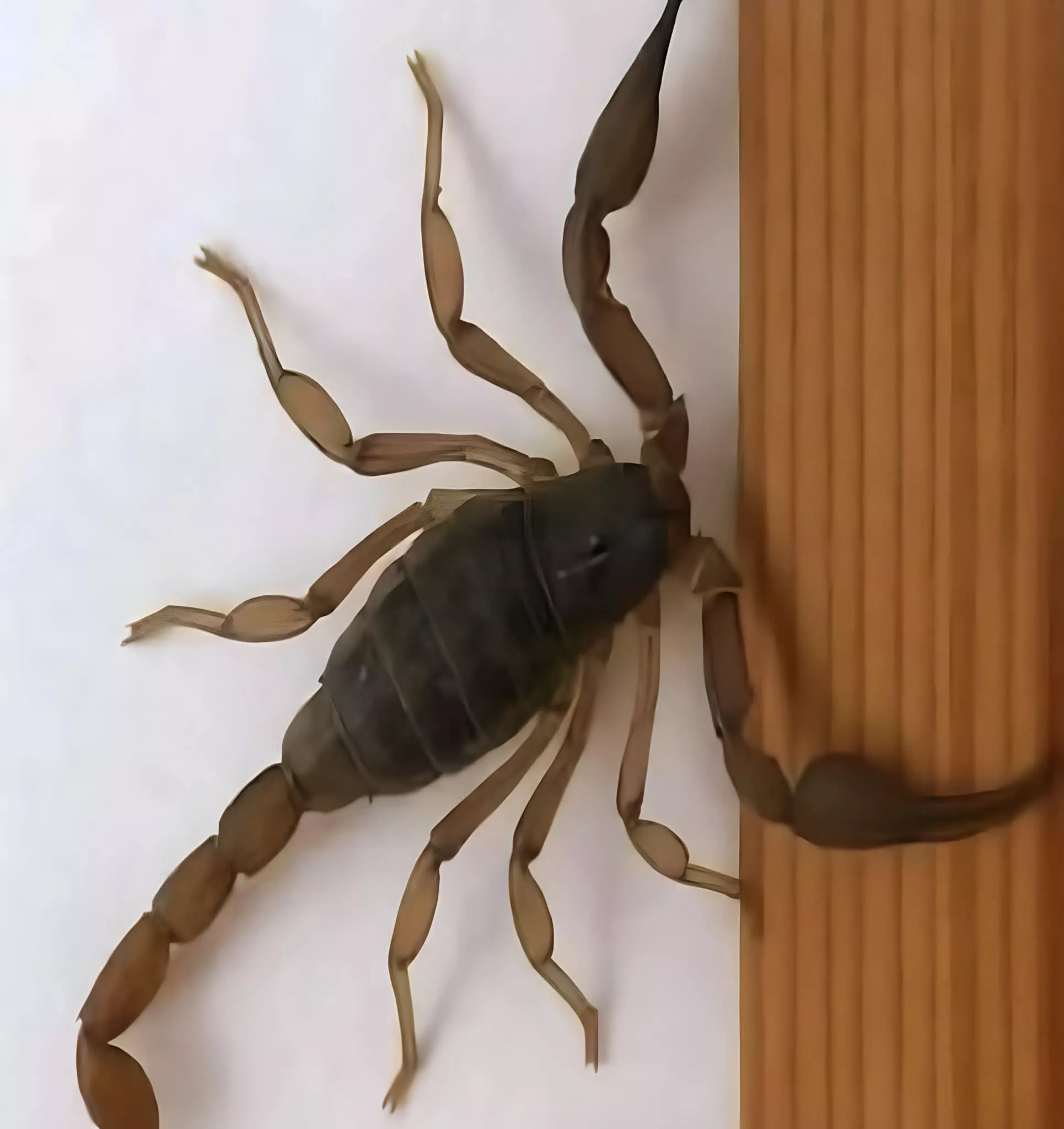 Ai găsit un scorpion în casă? De ce apare, ce înseamnă și cum previi ...
